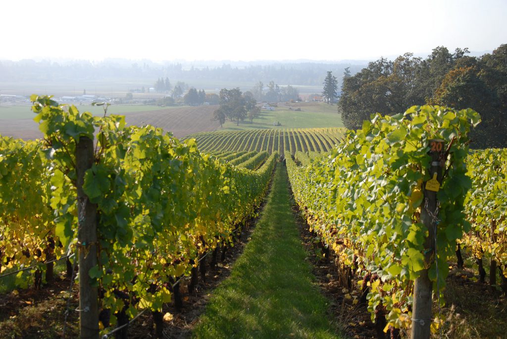 Stoller Vineyard - Chehalem Winery