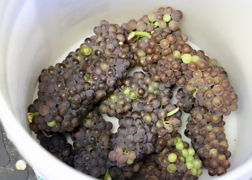 Wine Grape Sampling | Getting Ready for Harvest 2019 - Chehalem Winery
