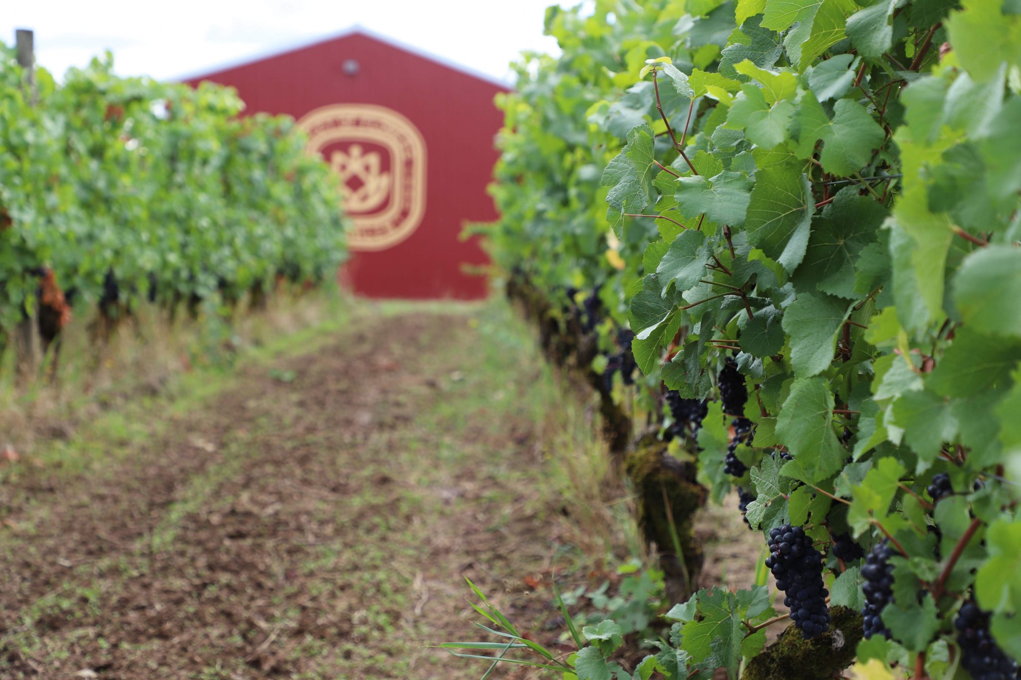 Story - Chehalem Winery