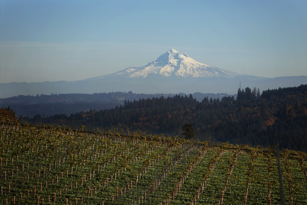 Chehalem Estate Vineyard - Chehalem Winery