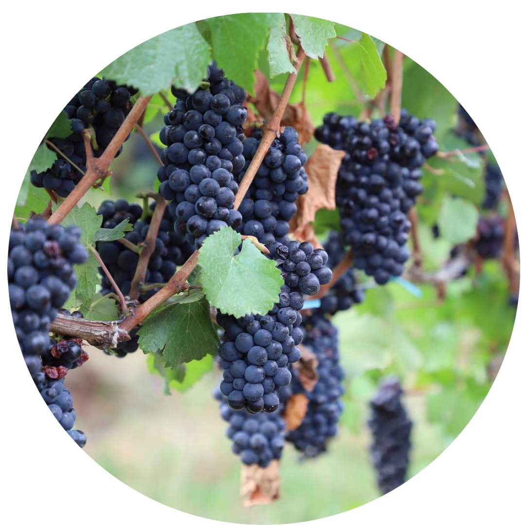 Digging Deep with Dave | Ridgecrest Vineyard - Chehalem Winery