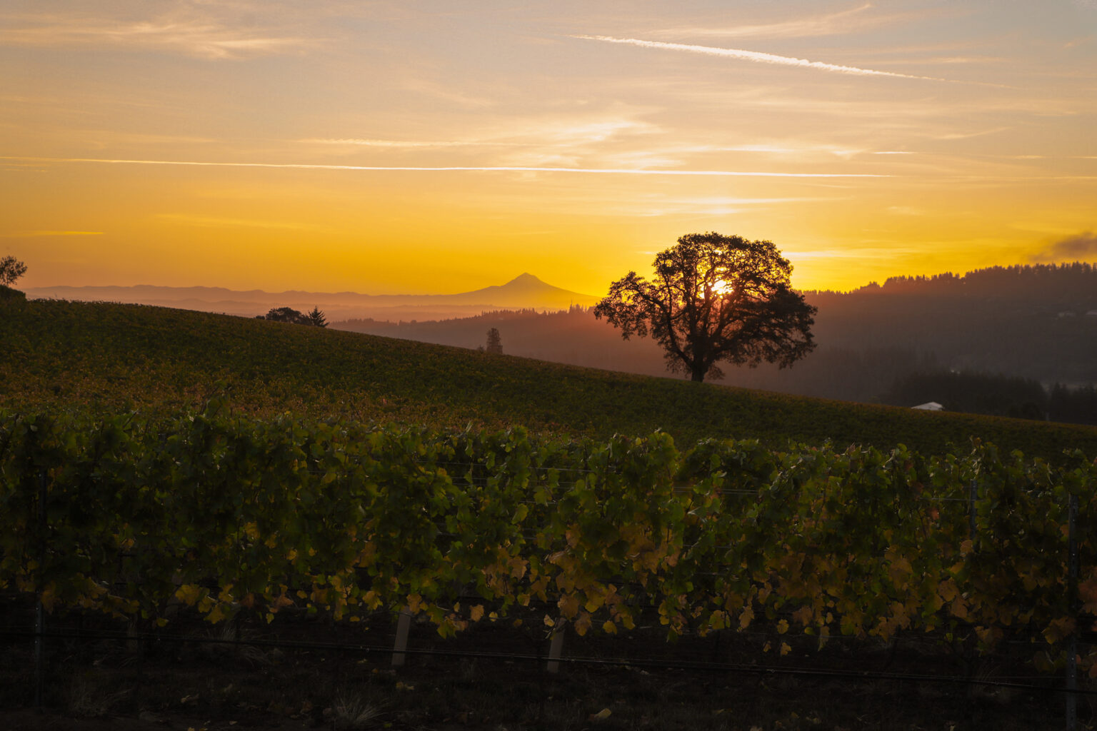 Tasting Experiences - Chehalem Winery